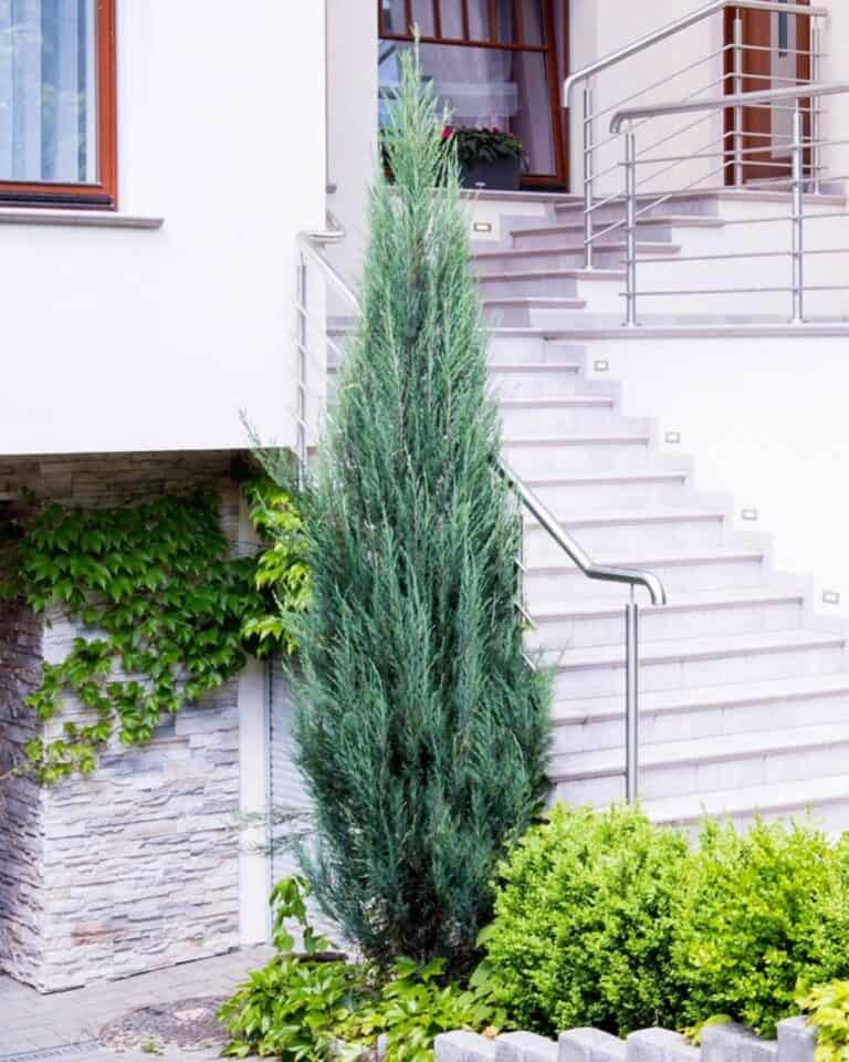 20 Small Fast Growing Trees That Make a Big Impact
