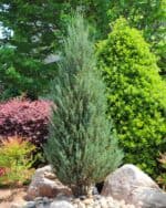 20 Small Fast Growing Trees That Make a Big Impact