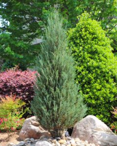 20 Small Fast Growing Trees That Make a Big Impact
