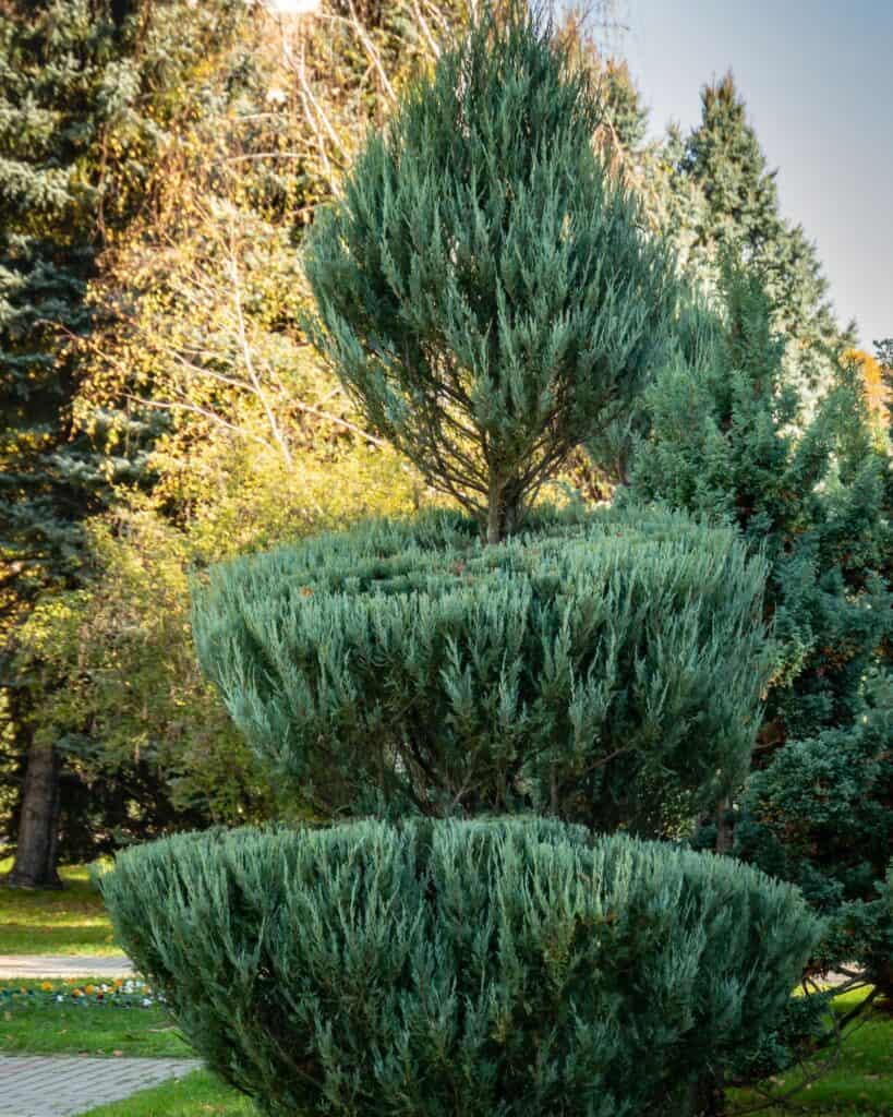 20 Small Fast Growing Trees That Make a Big Impact