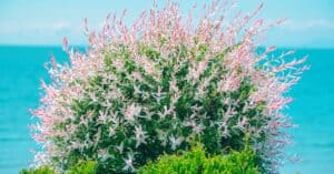 20 Small Fast Growing Trees That Make a Big Impact