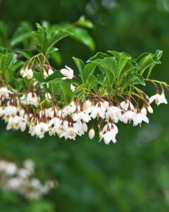 24 Stunning Ornamental Flowering Trees For Illinois