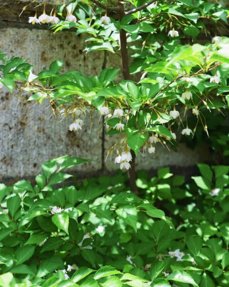 Create Zen in Your Backyard With the Best Shrubs & Trees for a Japanese ...