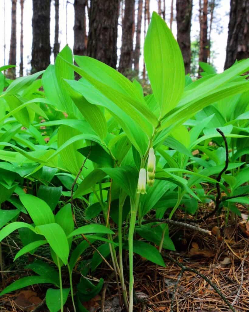 What To Plant Under Magnolia Trees? - 16 Plant Ideas for Landscaping ...