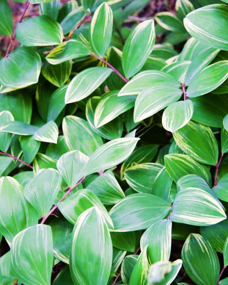 What To Plant Under Magnolia Trees? - 16 Plant Ideas for Landscaping ...