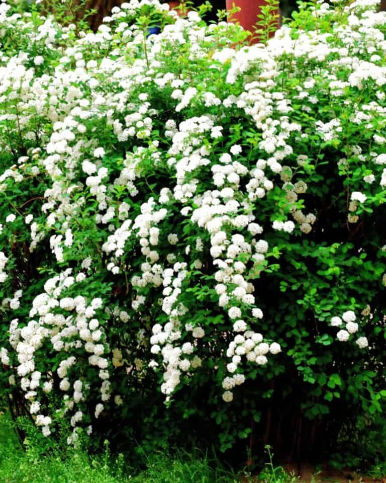 14 Gorgeous Shrubs That Thrive Under Trees