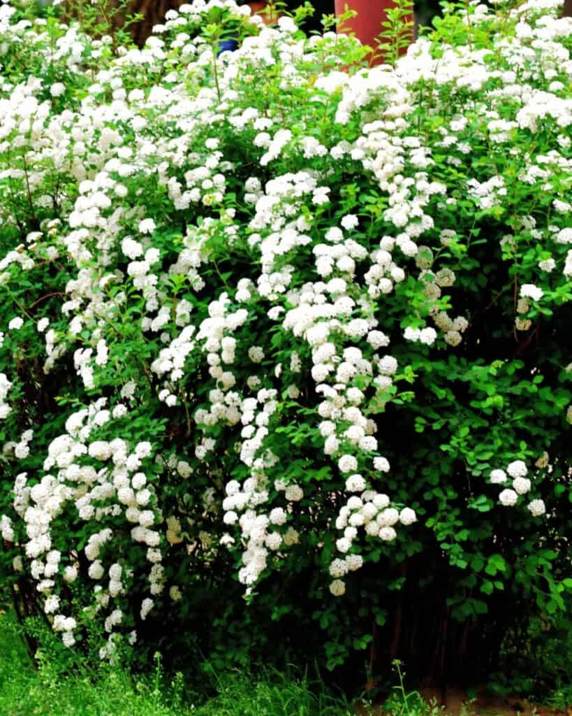 14 Gorgeous Shrubs That Thrive Under Trees