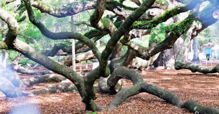 Discover the Mystical World of the Angel Oak - Charleston's Time ...