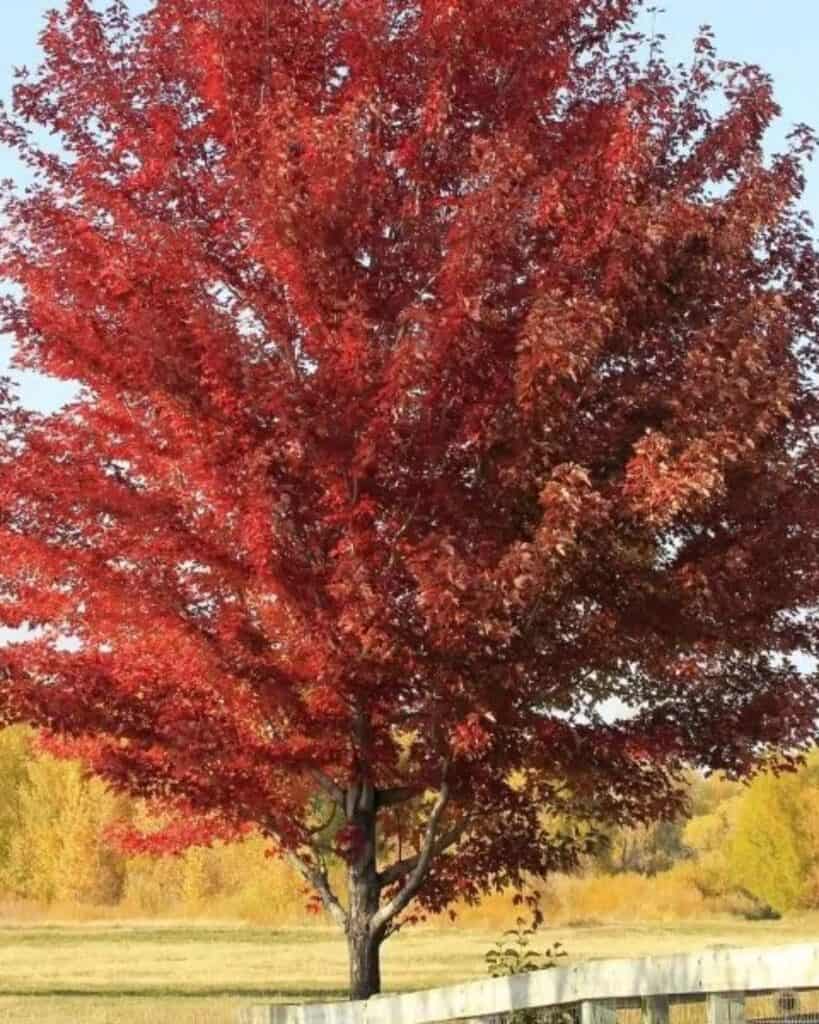 13 Most Eye-Catching Trees For Fall Foliage (Simply Stunning)