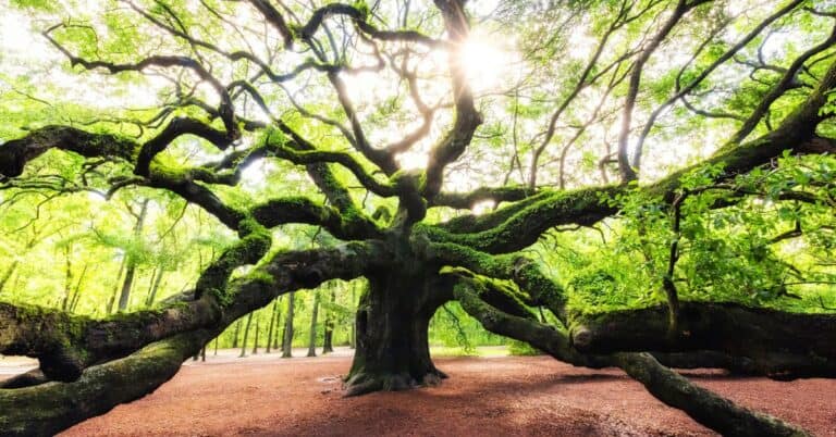Discover the Mystical World of the Angel Oak - Charleston's Time ...