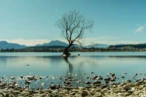 Capturing That Wānaka Tree - From Viral Sensation to Conservation Efforts