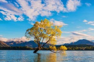 Capturing That Wānaka Tree - From Viral Sensation to Conservation Efforts