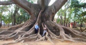 How 'The Great Kapok Tree' Became a Symbol of Hope for Rainforest ...