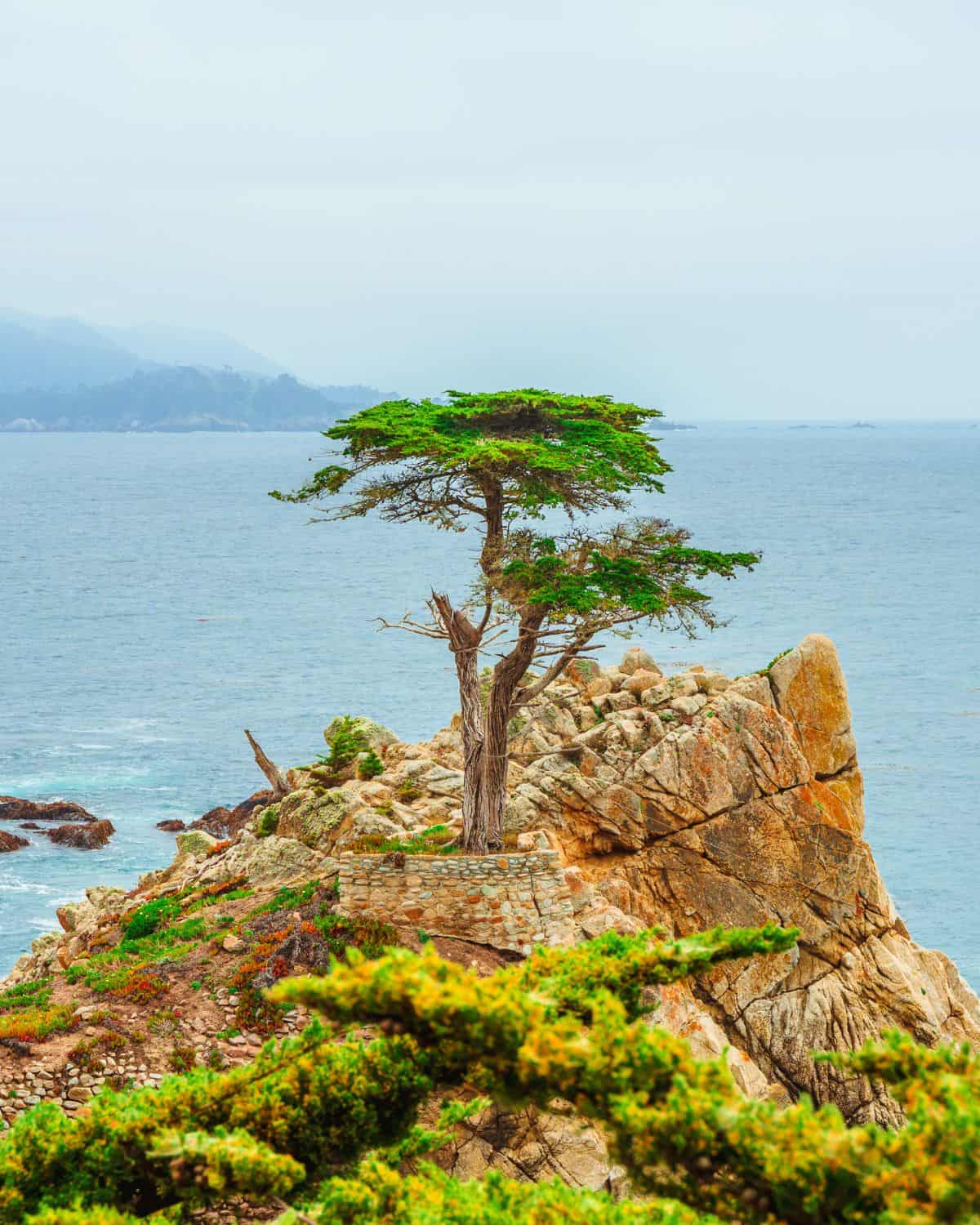 The Lone Cypress - How Pebble Beach’s Most Photographed Tree Has Defied ...
