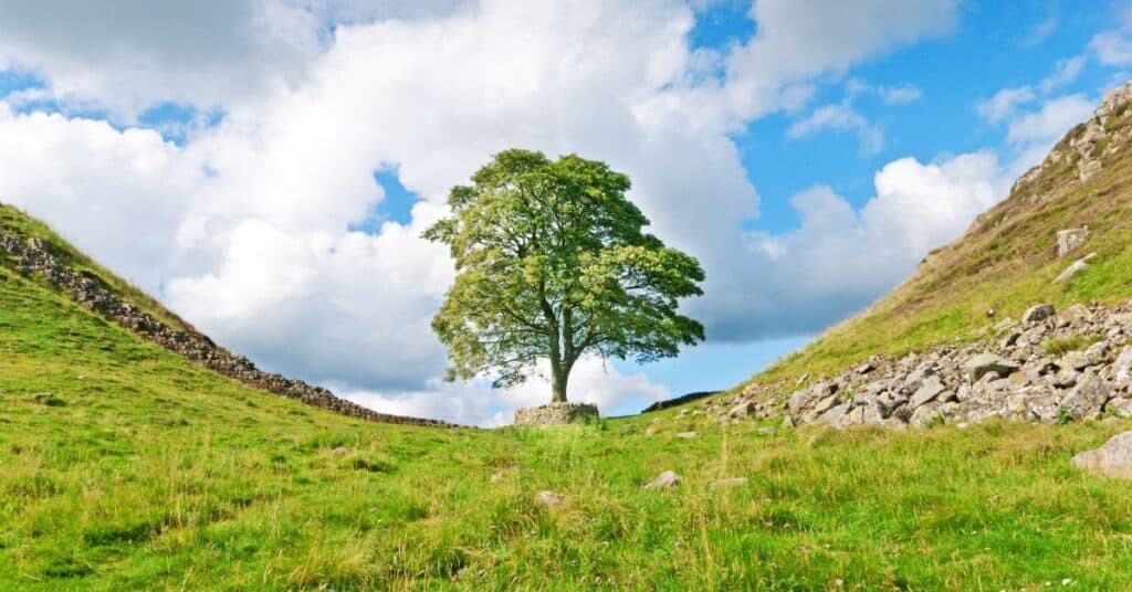 Discover the 'Trembling Giant' Pando, the World's Largest Living Organism