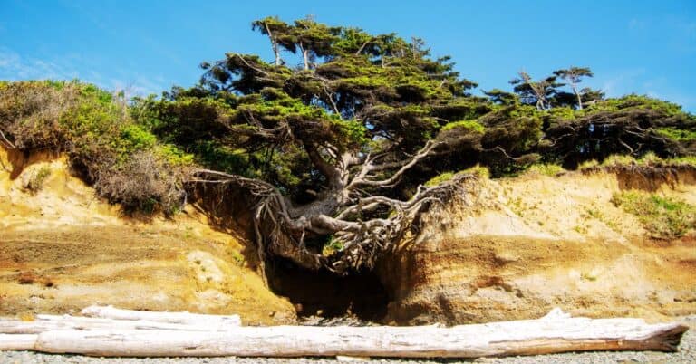 Don't Miss Your Chance to See the 'Tree of Life' That Clings ...