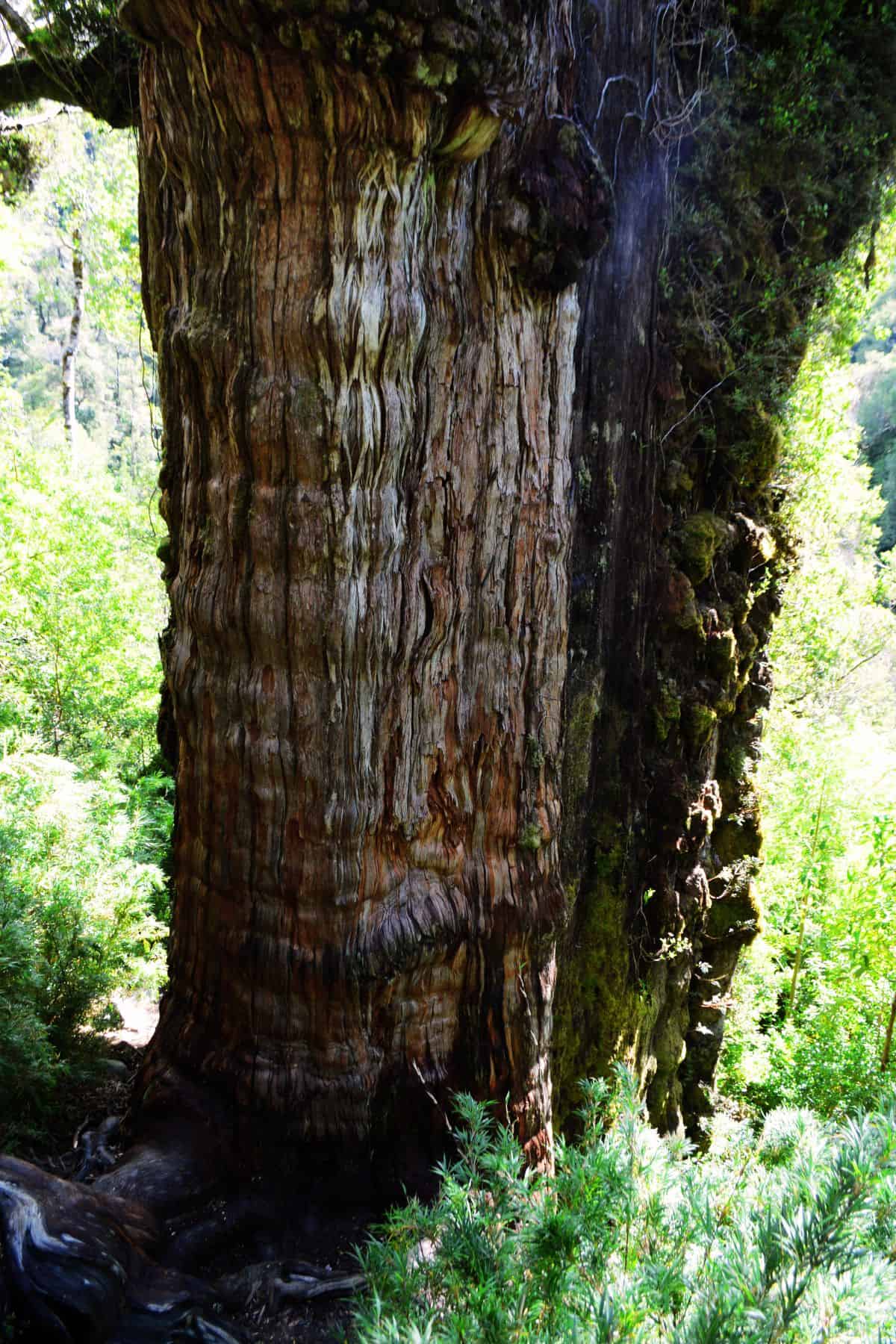 Meet the Great-Grandfather - Is the Alerce Milenario the World's Oldest ...