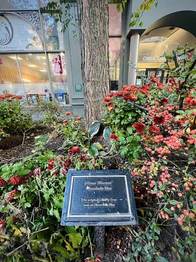 How Boston's Liberty Tree Became the Heartbeat of a Revolution