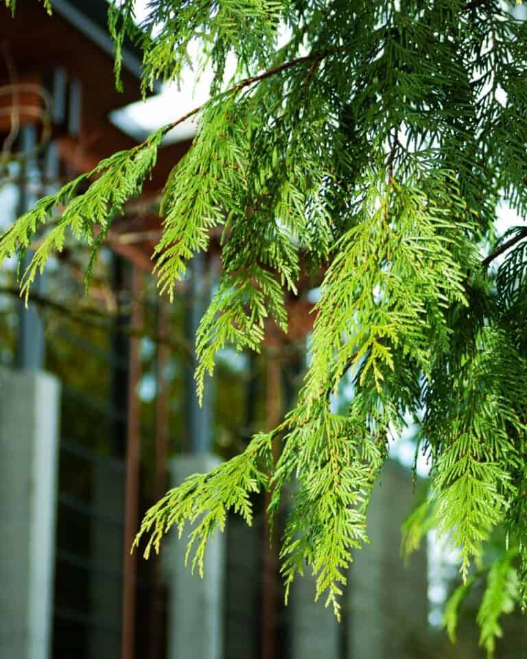 16 Best Privacy Trees to Create a Secluded Oasis Around Your Pool