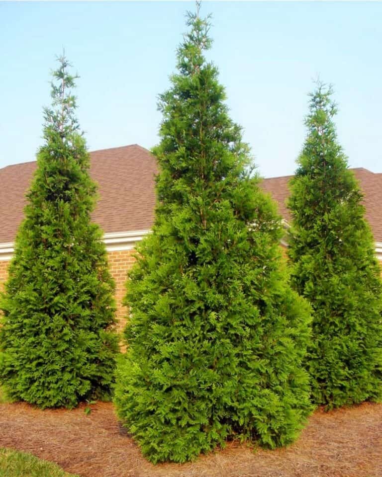 16 Best Privacy Trees to Create a Secluded Oasis Around Your Pool