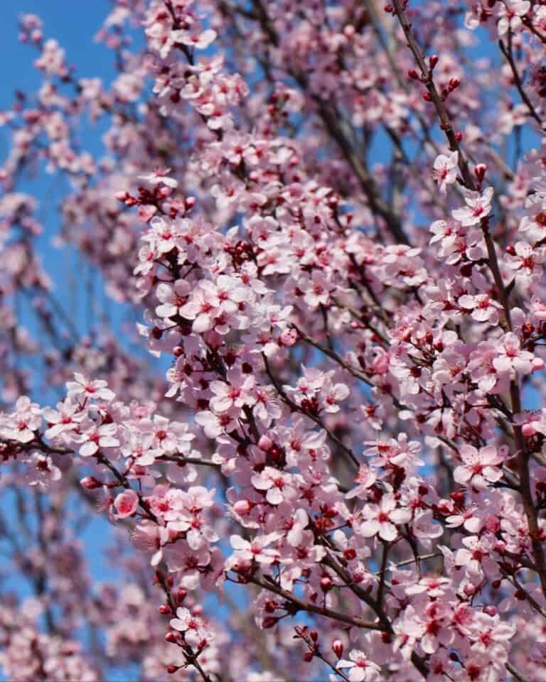 20 Small Fast Growing Trees That Make a Big Impact