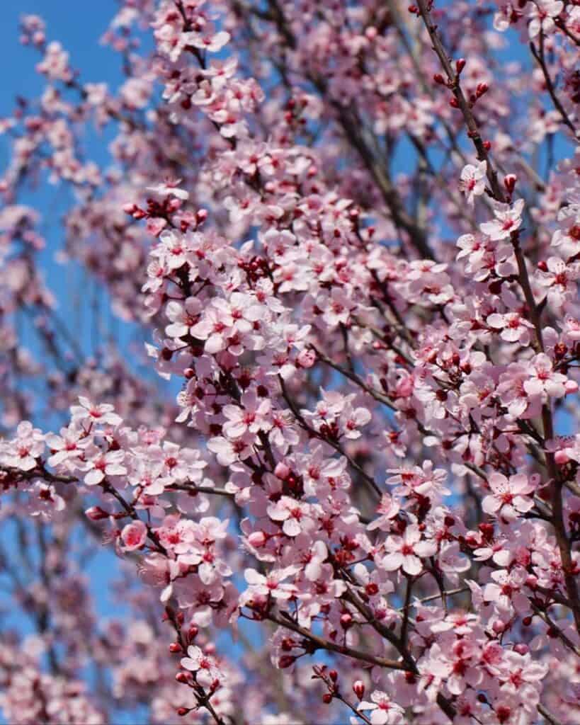 20 Small Fast Growing Trees That Make a Big Impact