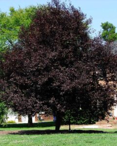 20 Small Fast Growing Trees That Make a Big Impact