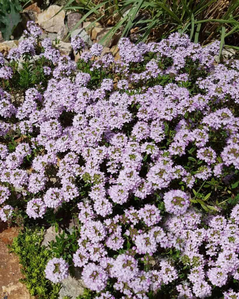 25 Best Companion Plants for Under Citrus Trees