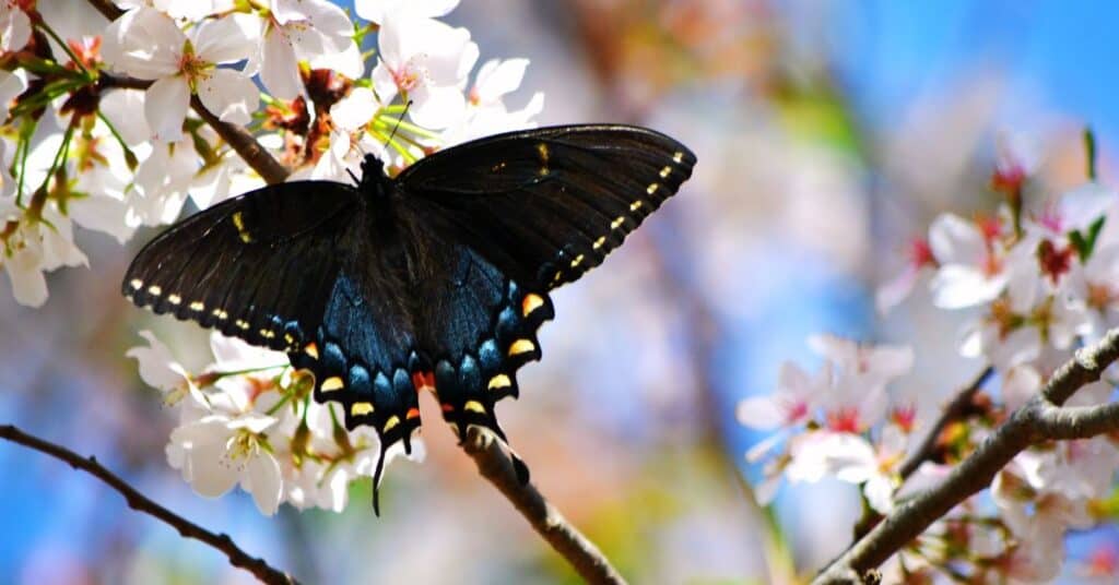 12 Enchanting Trees That Attract & Nourish Butterflies in Your Garden