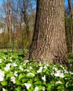 27 Gorgeous Flowers to Beautify the Area Under Pine Trees