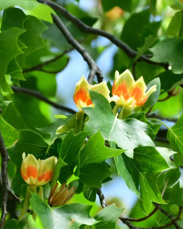 24 Stunning Ornamental Flowering Trees For Illinois