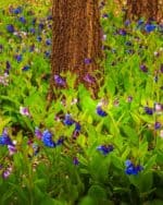 27 Gorgeous Flowers to Beautify the Area Under Pine Trees
