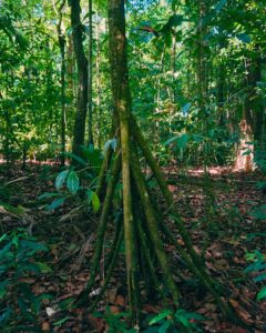 From Tolkien’s Imagination to Tropical Reality - The Tale of the ...