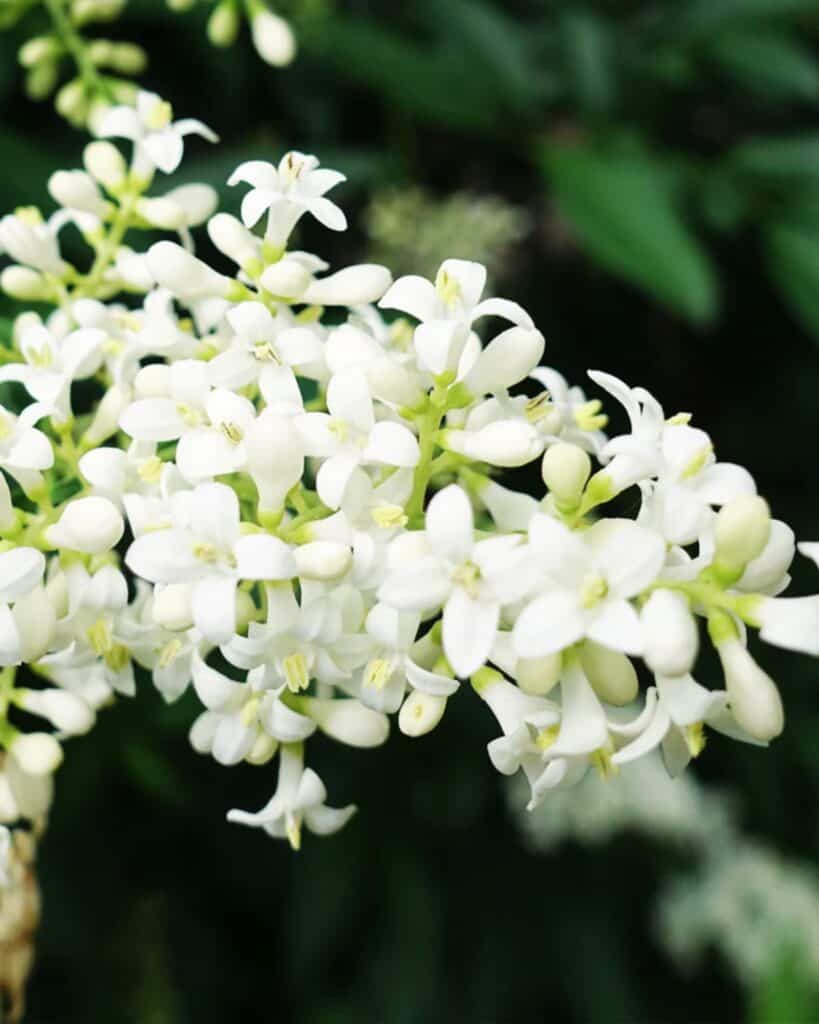 Best Fast Growing Trees & Shrubs For Creating a Privacy Hedge