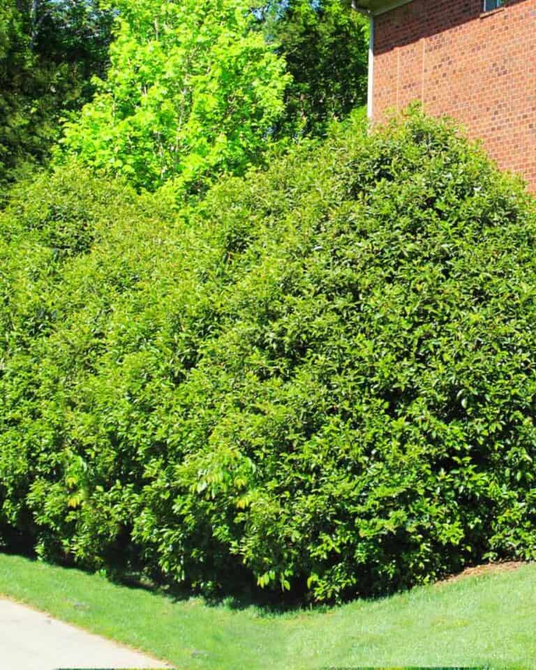 Best Fast Growing Trees & Shrubs For Creating a Privacy Hedge