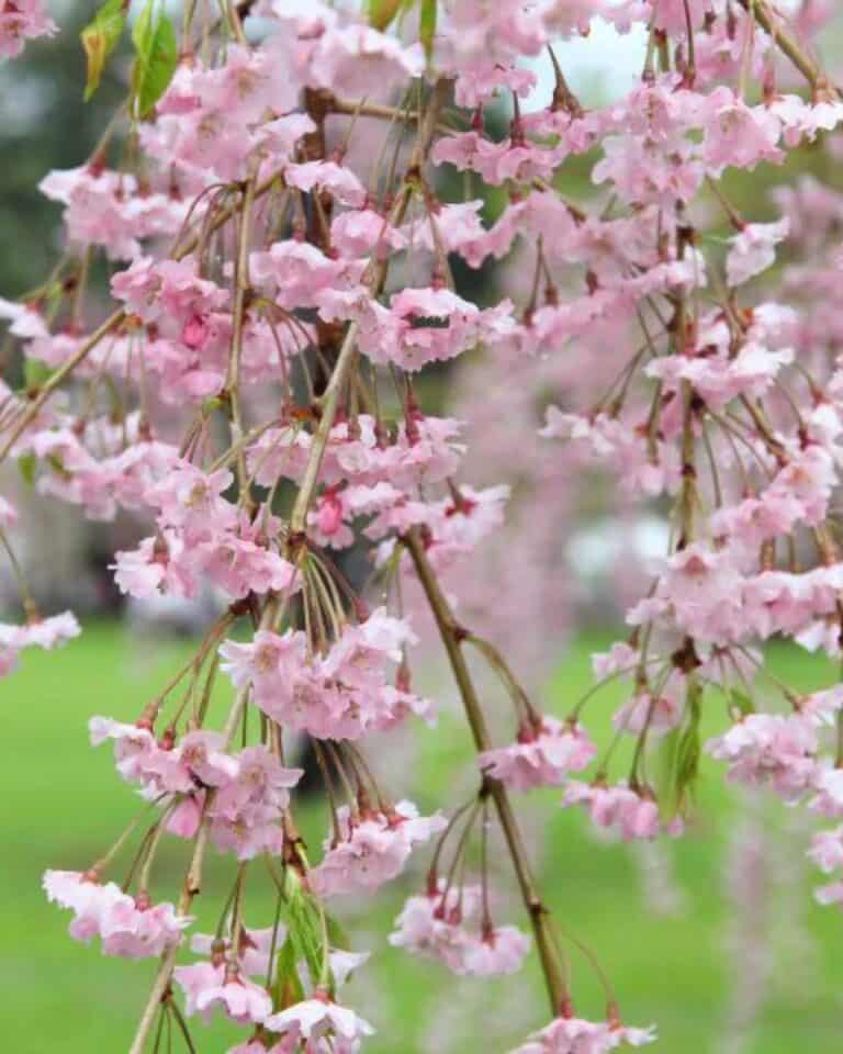 20 Small Fast Growing Trees That Make a Big Impact