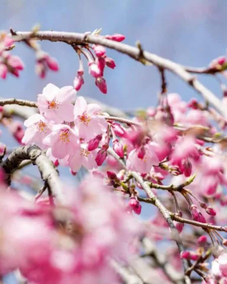 20 Small Fast Growing Trees That Make a Big Impact