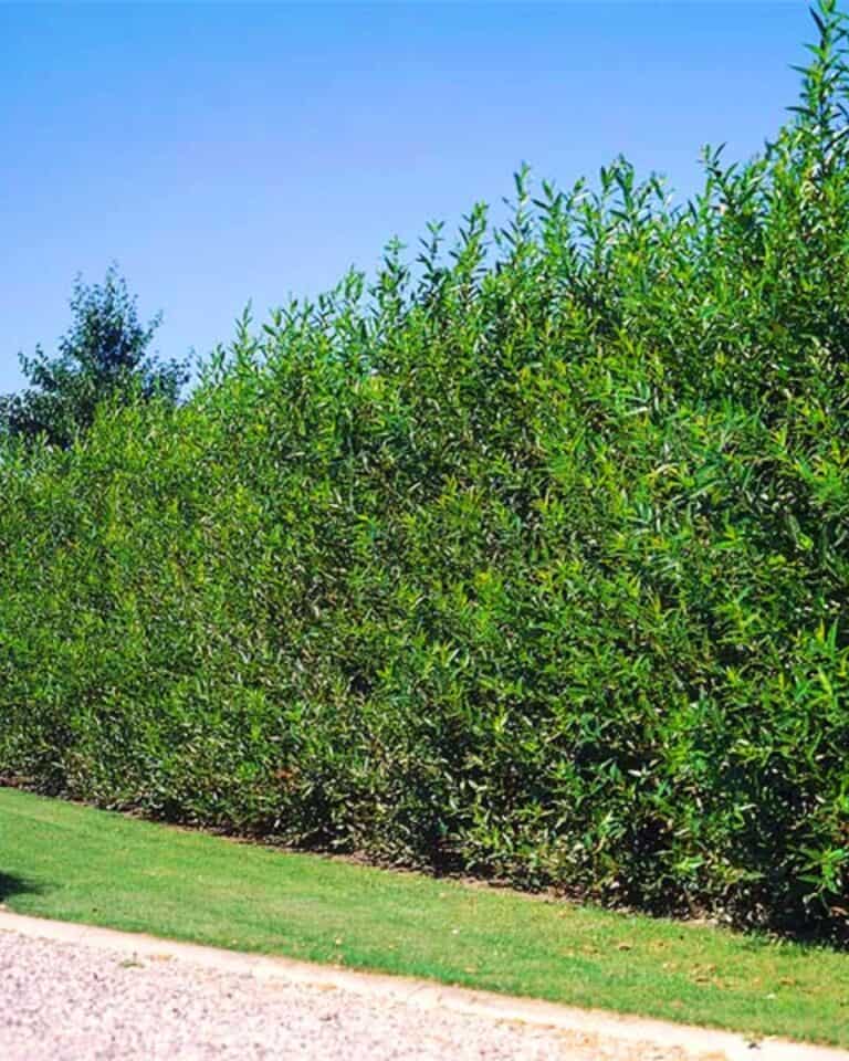 Achieve Garden Privacy with the Best Hedges for Zone 8 (Formal and ...