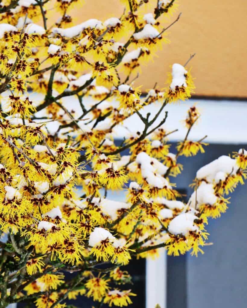 11 Small Winter Garden Ideas for Outdoor Spaces