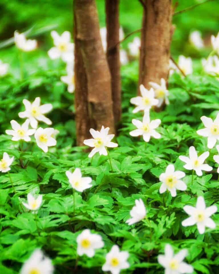 20 Best Colorful Flowering Plants for Under Trees