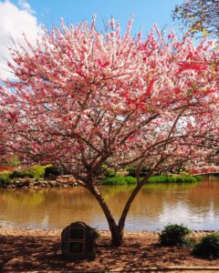 Create Zen in Your Backyard With the Best Shrubs & Trees for a Japanese ...