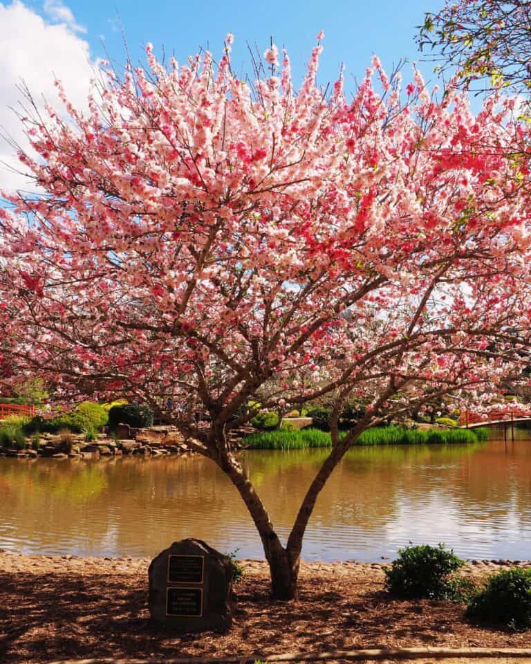 Create Zen in Your Backyard With the Best Shrubs & Trees for a Japanese ...