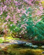 Create Zen in Your Backyard With the Best Shrubs & Trees for a Japanese ...