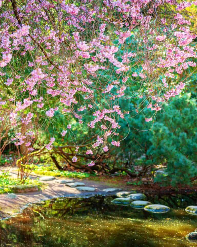 Create Zen in Your Backyard With the Best Shrubs & Trees for a Japanese ...