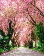 Create Zen in Your Backyard With the Best Shrubs & Trees for a Japanese ...