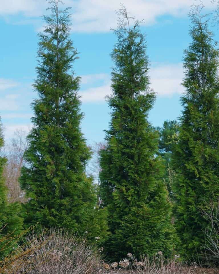 Achieve Garden Privacy with the Best Hedges for Zone 8 (Formal and ...