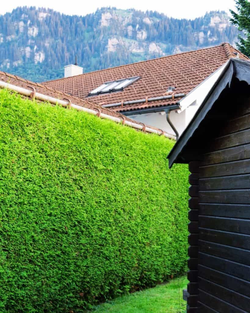 34 Fast Growing Privacy Shrubs for a Lush, Private Garden