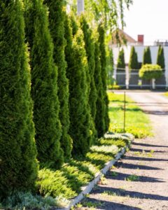 34 Fast Growing Privacy Shrubs for a Lush, Private Garden
