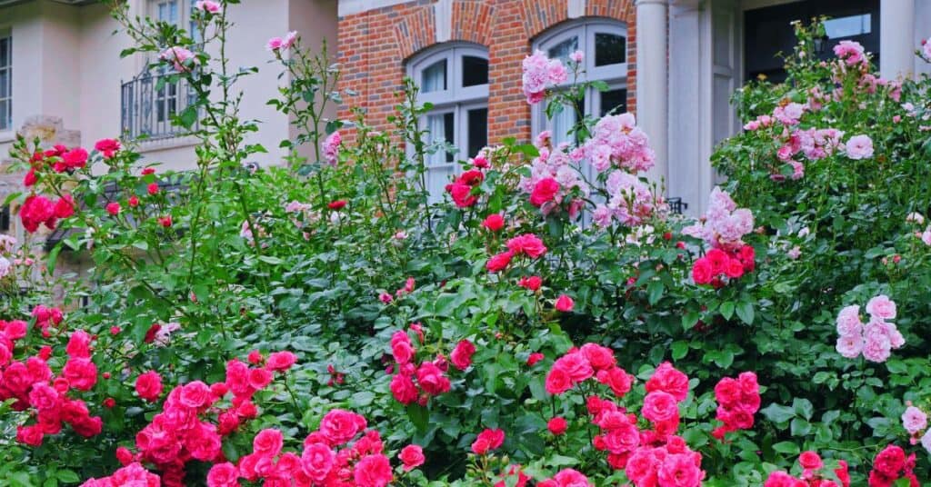 16 Popular USDA Zone 8 Trees to Consider Planting Today