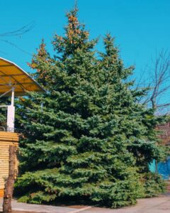 15 Zone 4 Privacy Hedge Ideas for Both Formal and Informal Landscapes ...